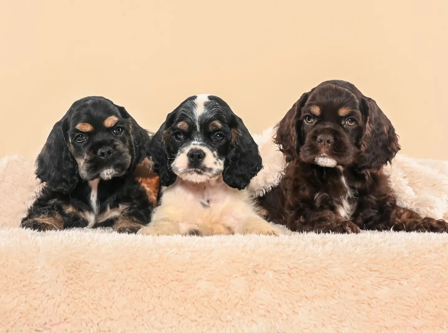 Filhotes de Cocker Spaniel Americano - Velvet Hugs